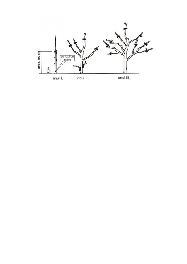 126069143-CIRESUL.pdf