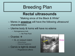 Equine Reproductive Techniques | PPTX