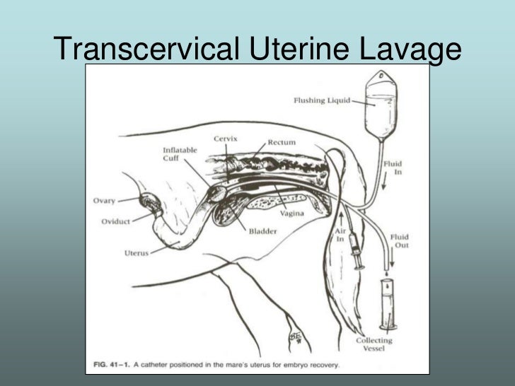 Mare Reproduction Chart Reproductive System Horse
