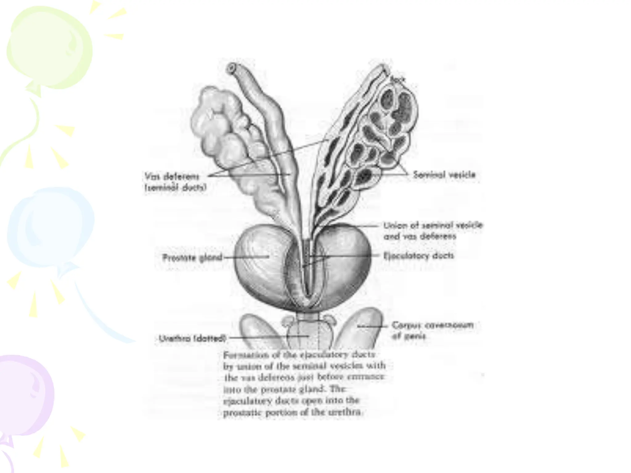 12662985 Ppt Male Infertility Ppt Reproductive Health Ppt