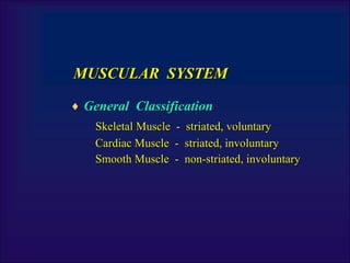 127170 muscular-system | PPT