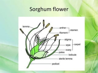 Sorghum crop economic importance and cultivation technologies | PPTX
