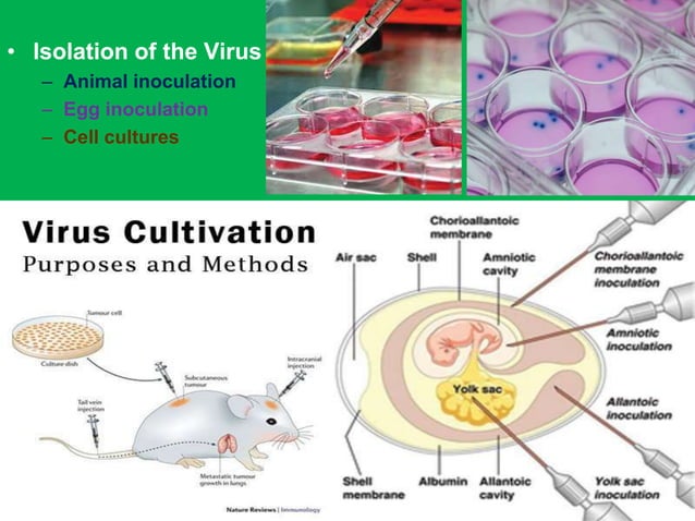 Classification, Morphology and Methods for the detection of Viruses | PPT