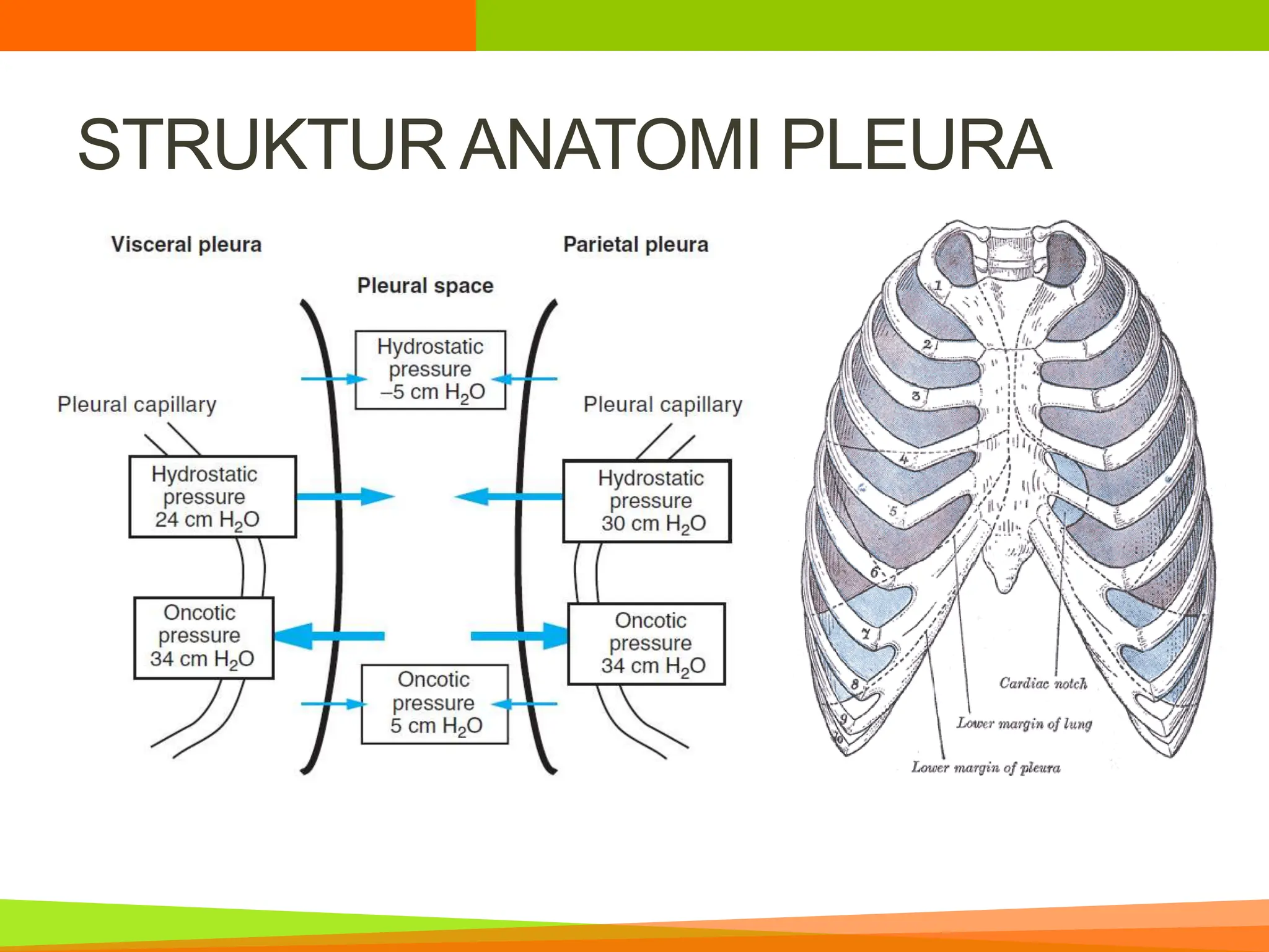 Efusi pleura yg masif.ppt
