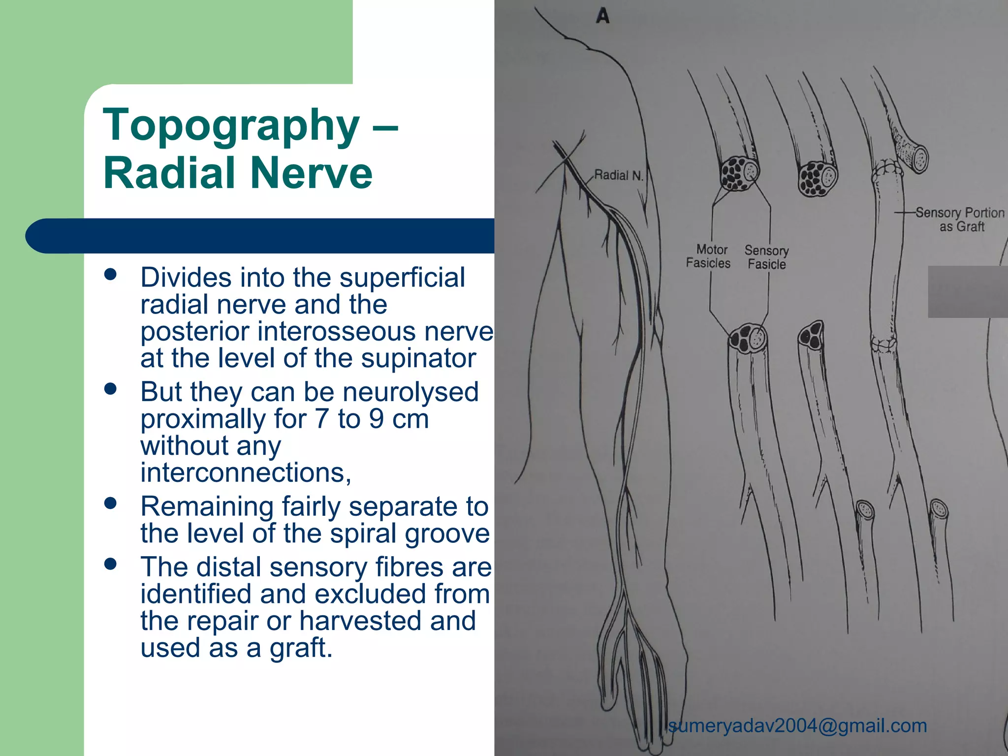 radial nerve palsy | PPT