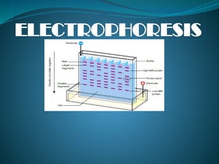 Electrophoresis techniques and its types.ppt | Chemistry | Science