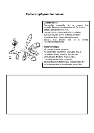 guia práctica de dermatofitos | PDF