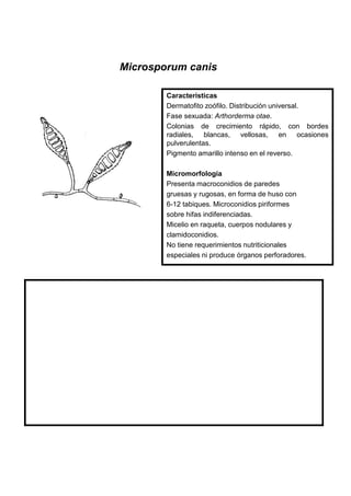 guia práctica de dermatofitos | PDF
