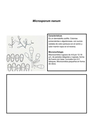 guia práctica de dermatofitos | PDF