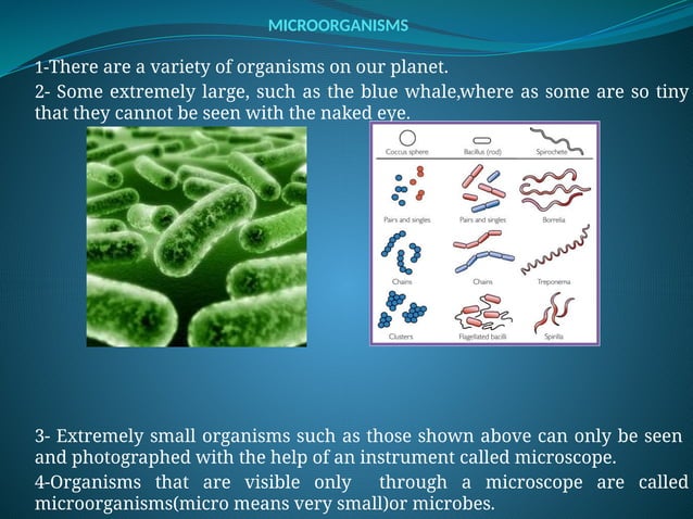 129938063-powerpoint-microorganisms-pptx.pptx