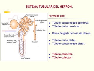 12a Clase Aparato Urinario.pdf