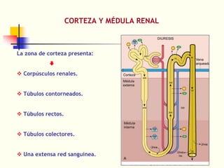 12a Clase Aparato Urinario.pdf