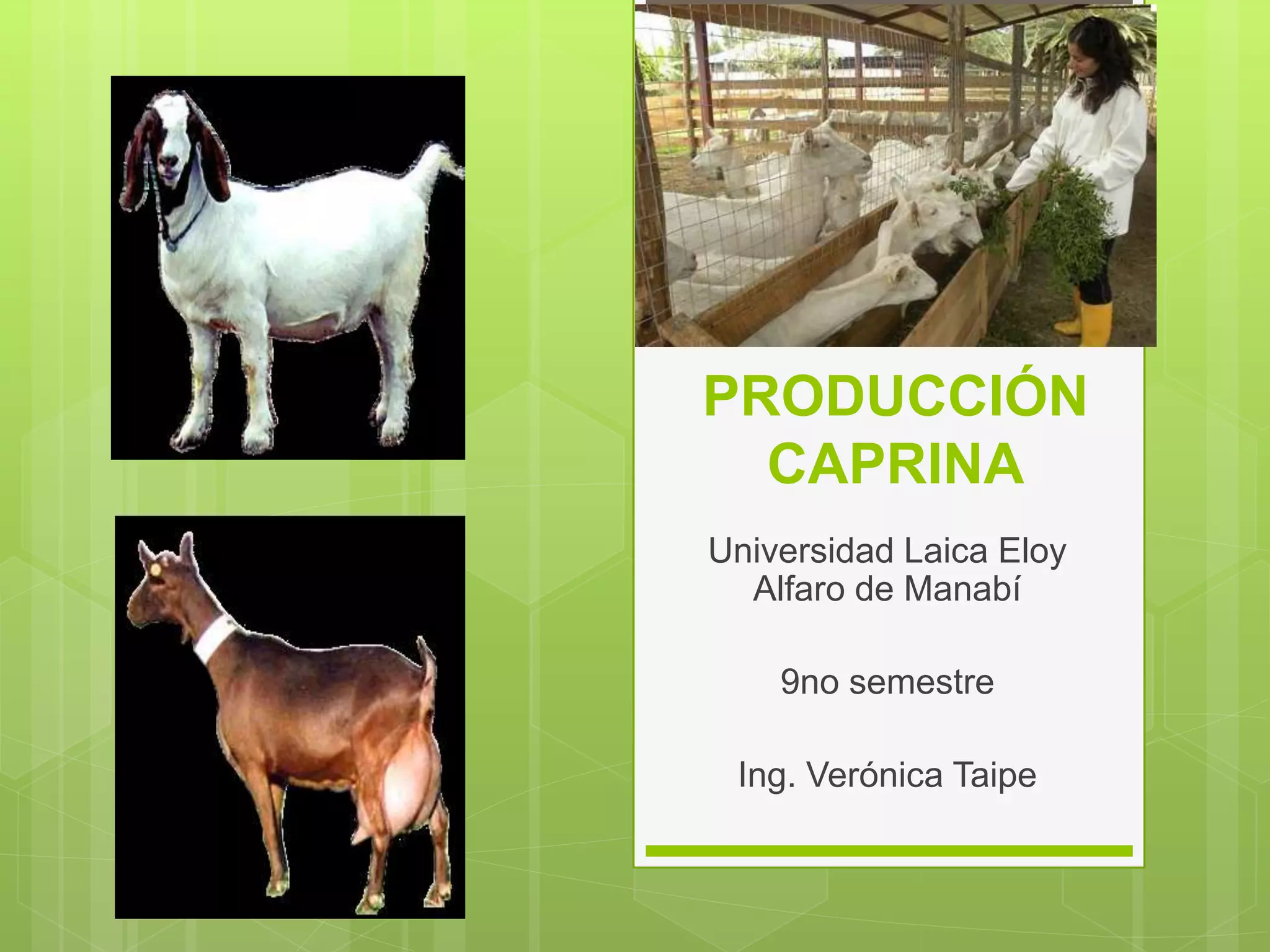 anatomia reproductiva caprina | PPTX