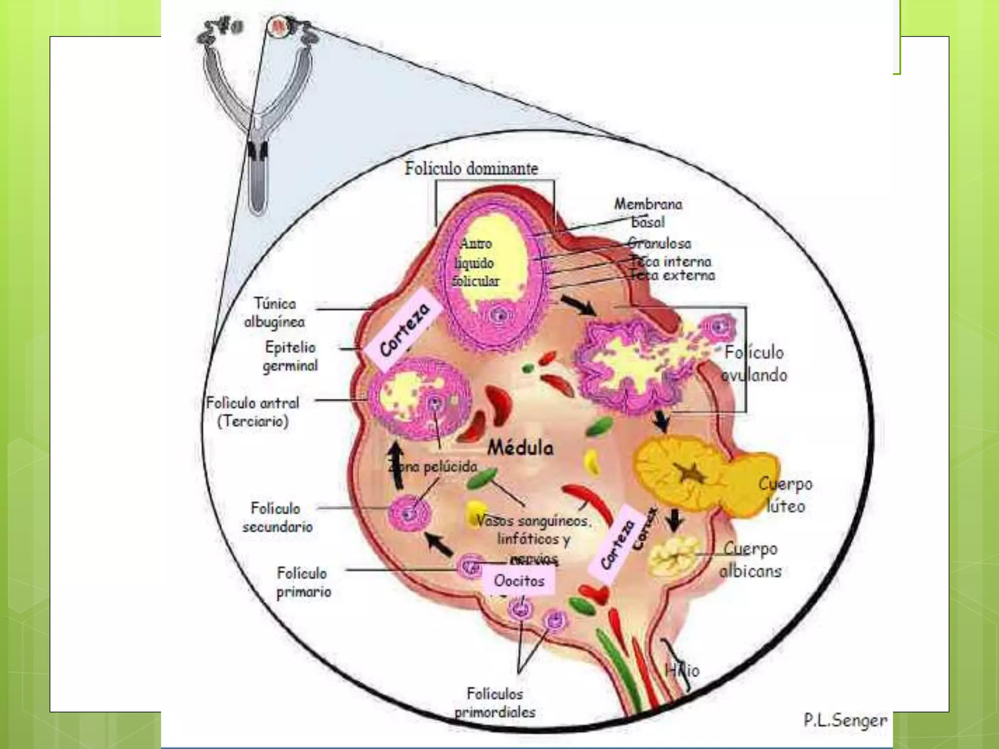 anatomia reproductiva caprina | PPTX