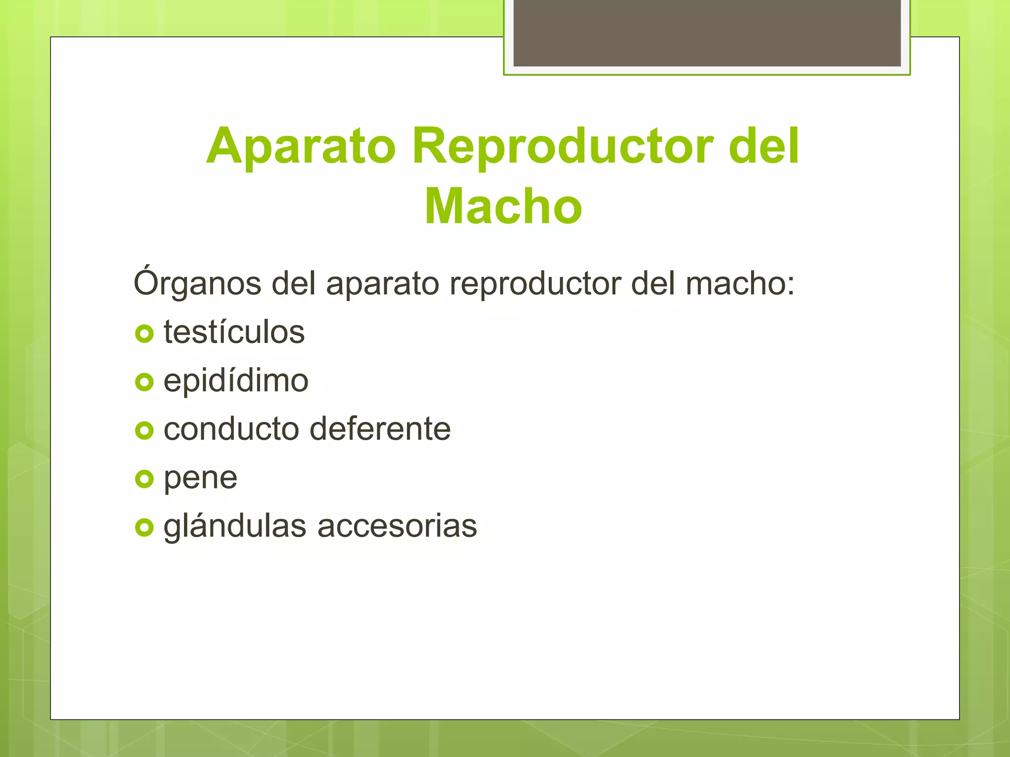 anatomia reproductiva caprina | PPTX