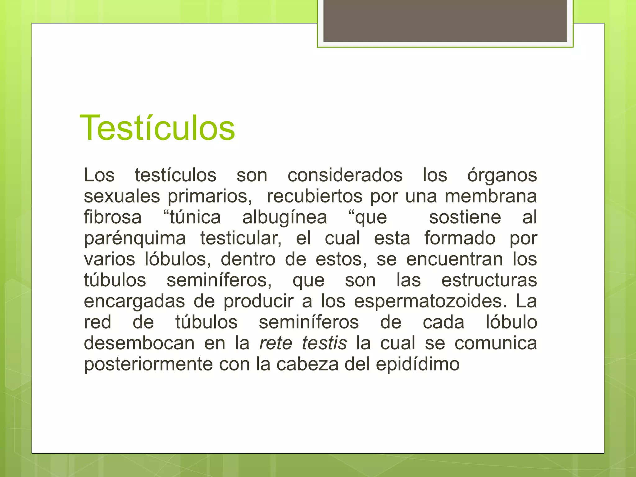 anatomia reproductiva caprina | PPTX