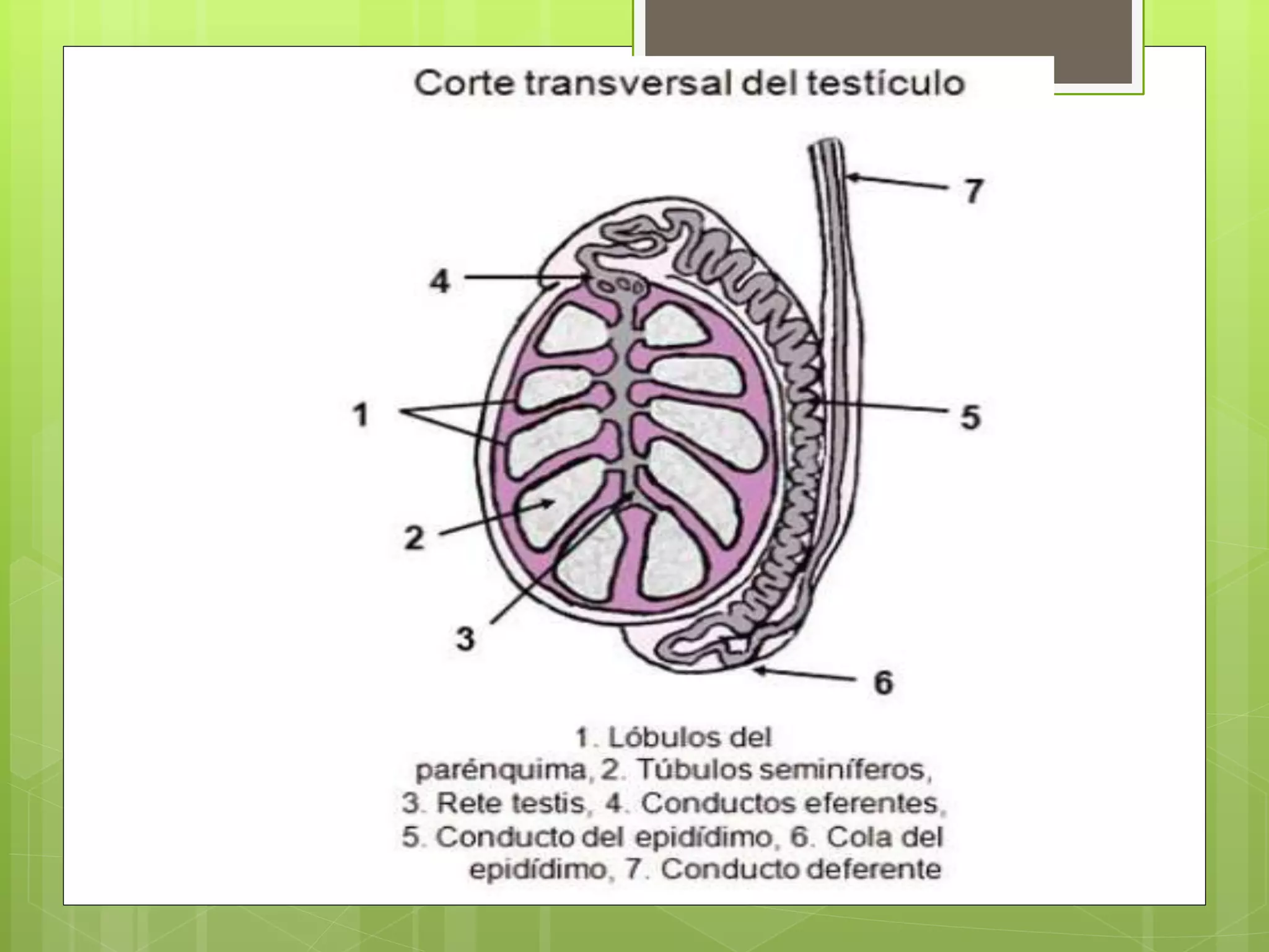 anatomia reproductiva caprina | PPTX