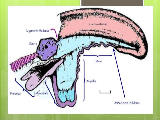 anatomia reproductiva caprina