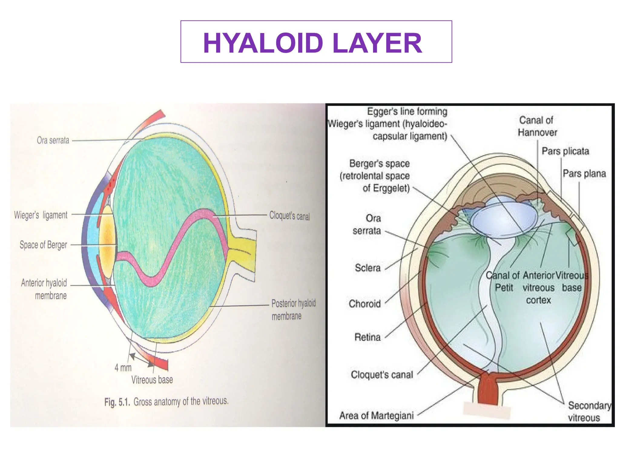 Anatomy and physiology Vitreous ppt final.pptx