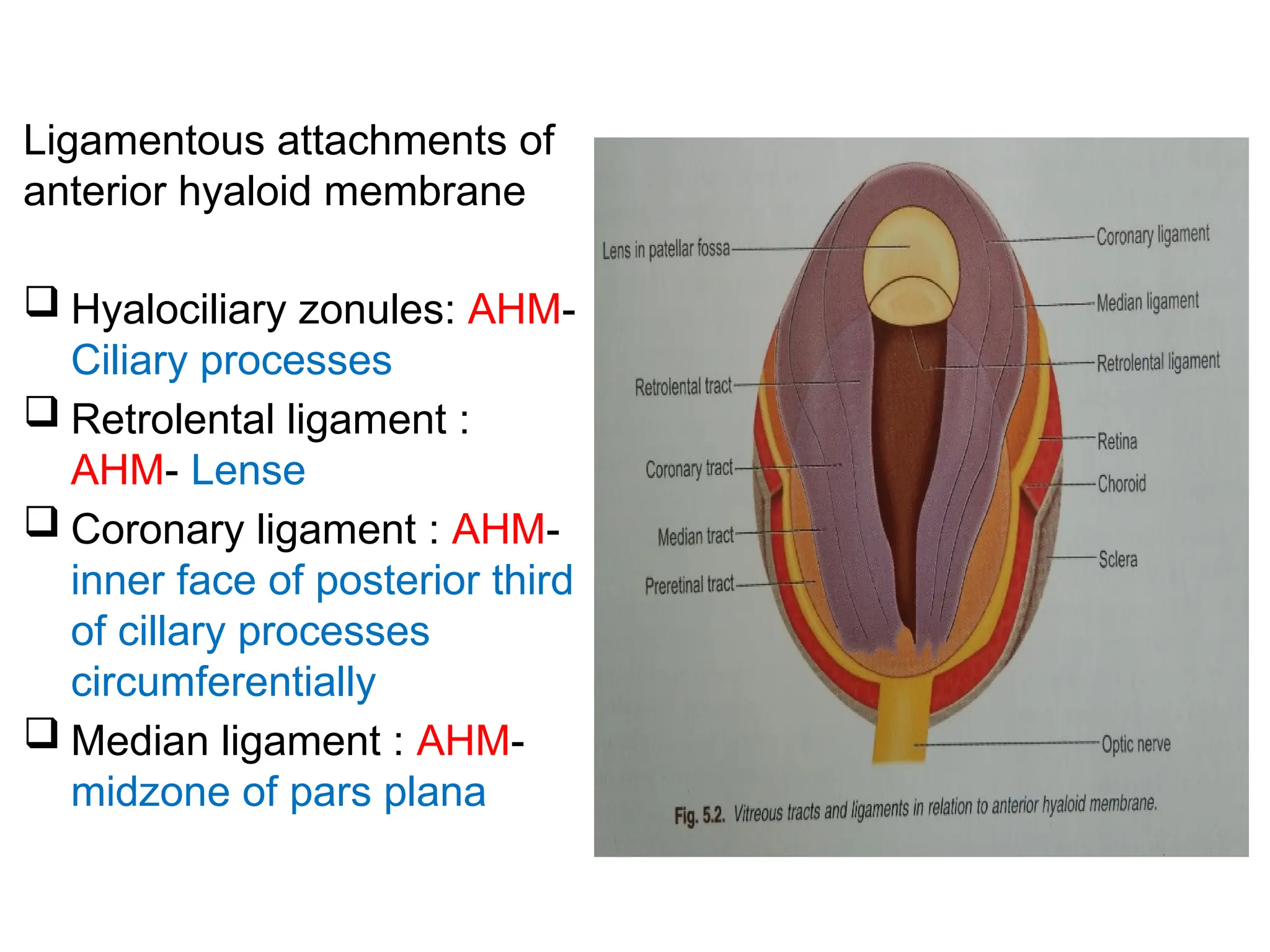 Anatomy and physiology Vitreous ppt final.pptx