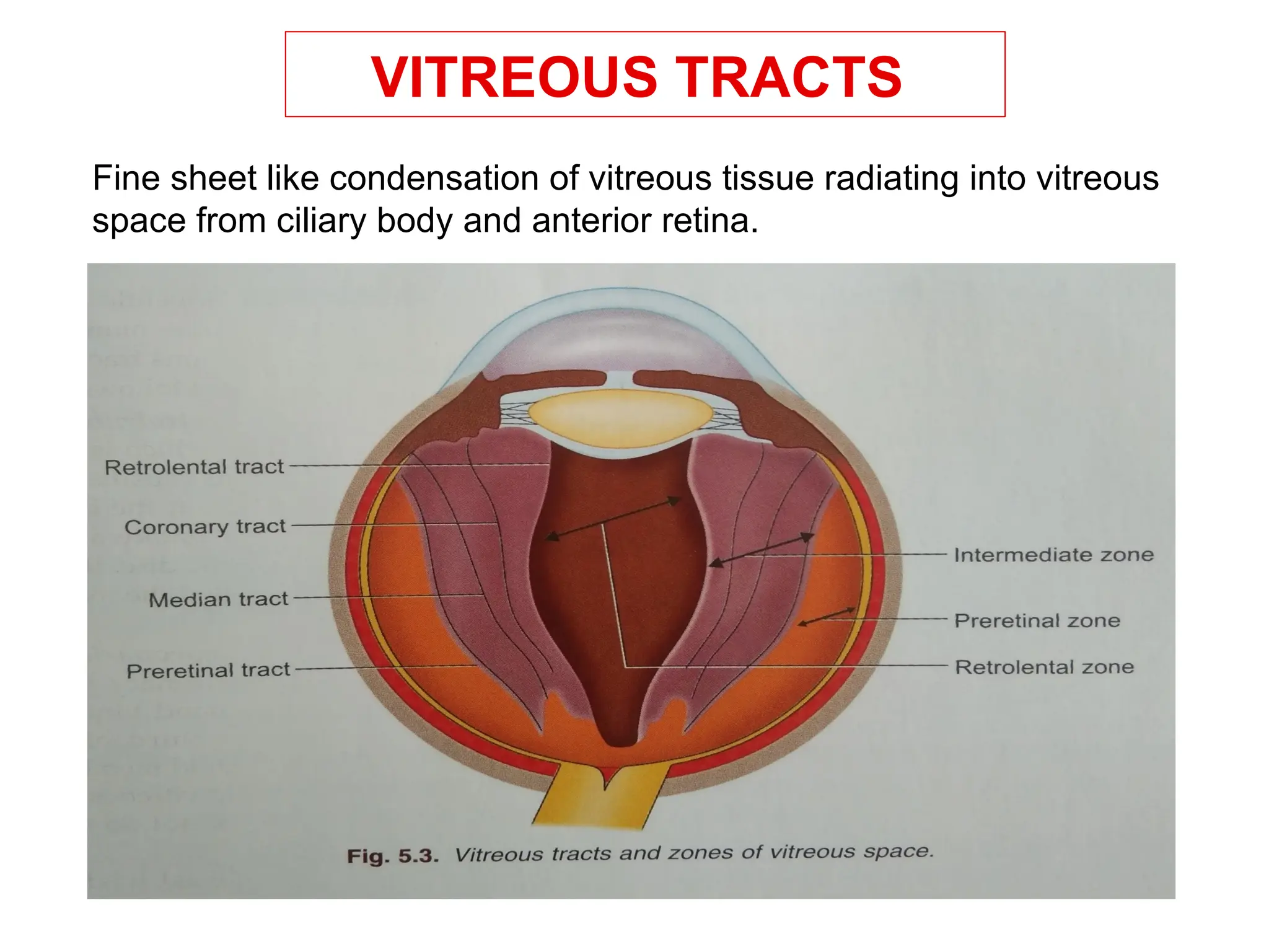 Anatomy and physiology Vitreous ppt final.pptx