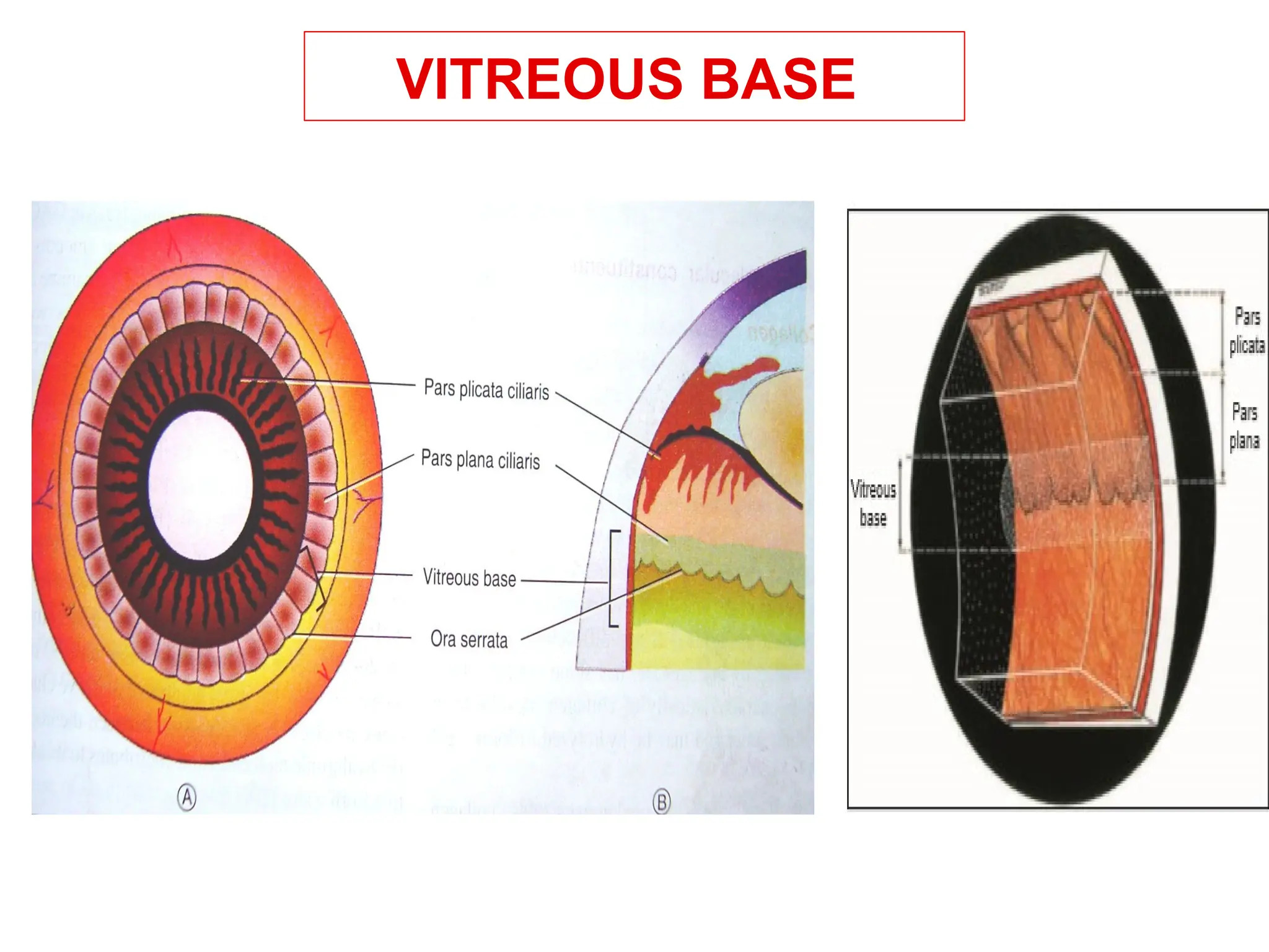 Anatomy and physiology Vitreous ppt final.pptx