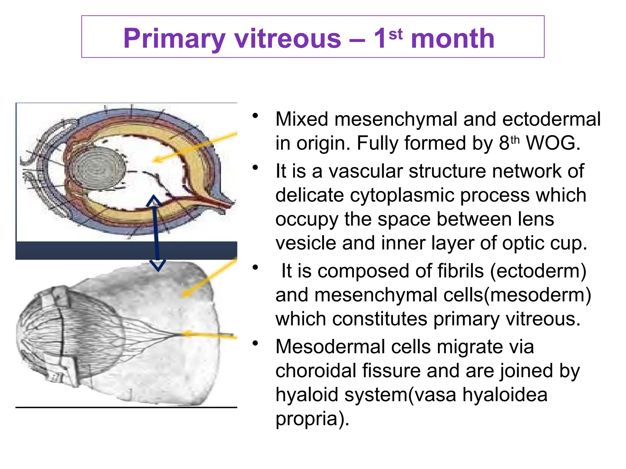 Anatomy and physiology Vitreous ppt final.pptx