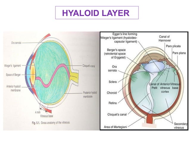 Anatomy and physiology Vitreous ppt final.pptx | Eye and Vision ...