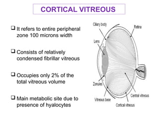 Anatomy and physiology Vitreous ppt final.pptx