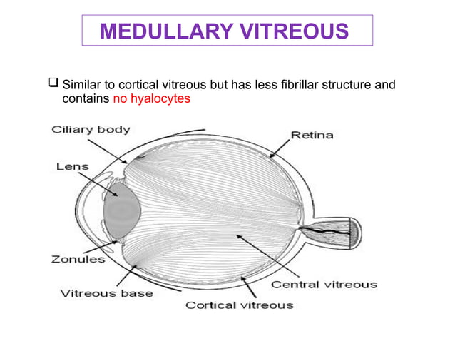 Anatomy and physiology Vitreous ppt final.pptx | Eye and Vision ...