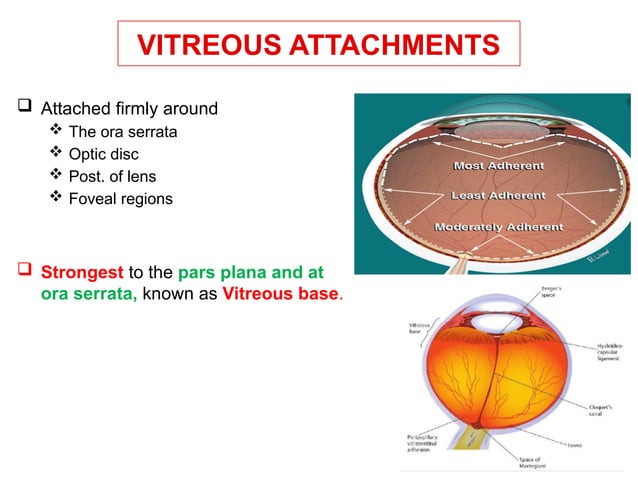 Anatomy and physiology Vitreous ppt final.pptx | Eye and Vision ...