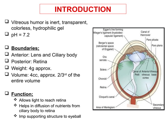Anatomy and physiology Vitreous ppt final.pptx | Eye and Vision ...