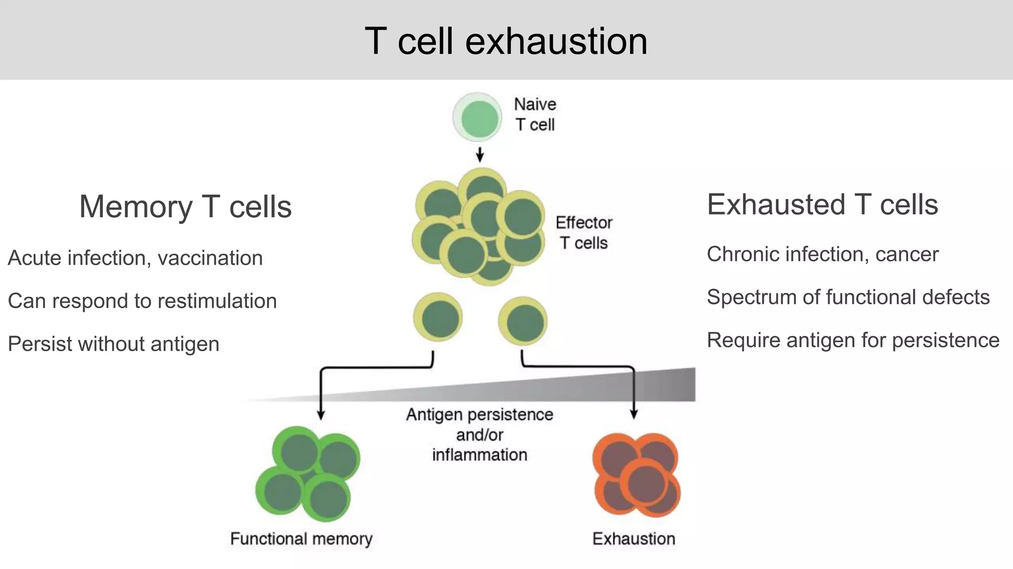 Targeting T cell exhaustion | PPTX