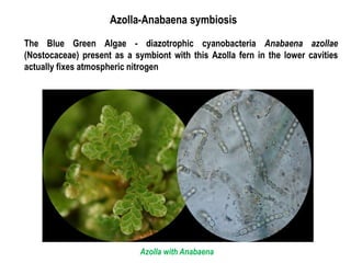 Azolla | PPT