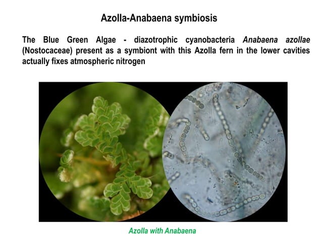 Azolla | PPT | Agriculture | Industries