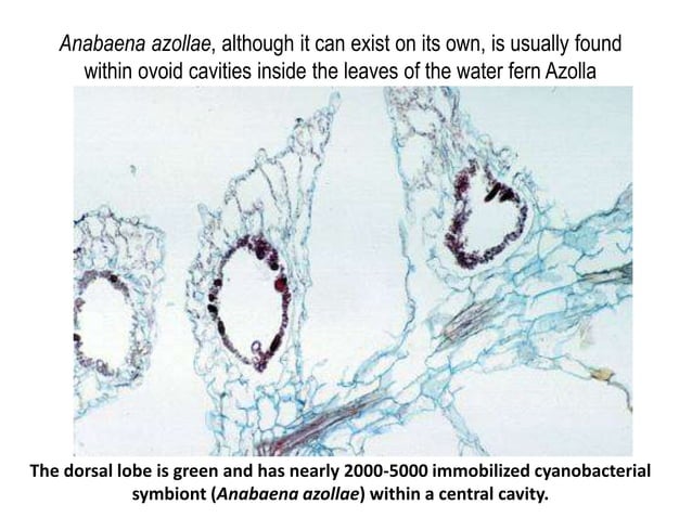 Azolla | PPT | Agriculture | Industries