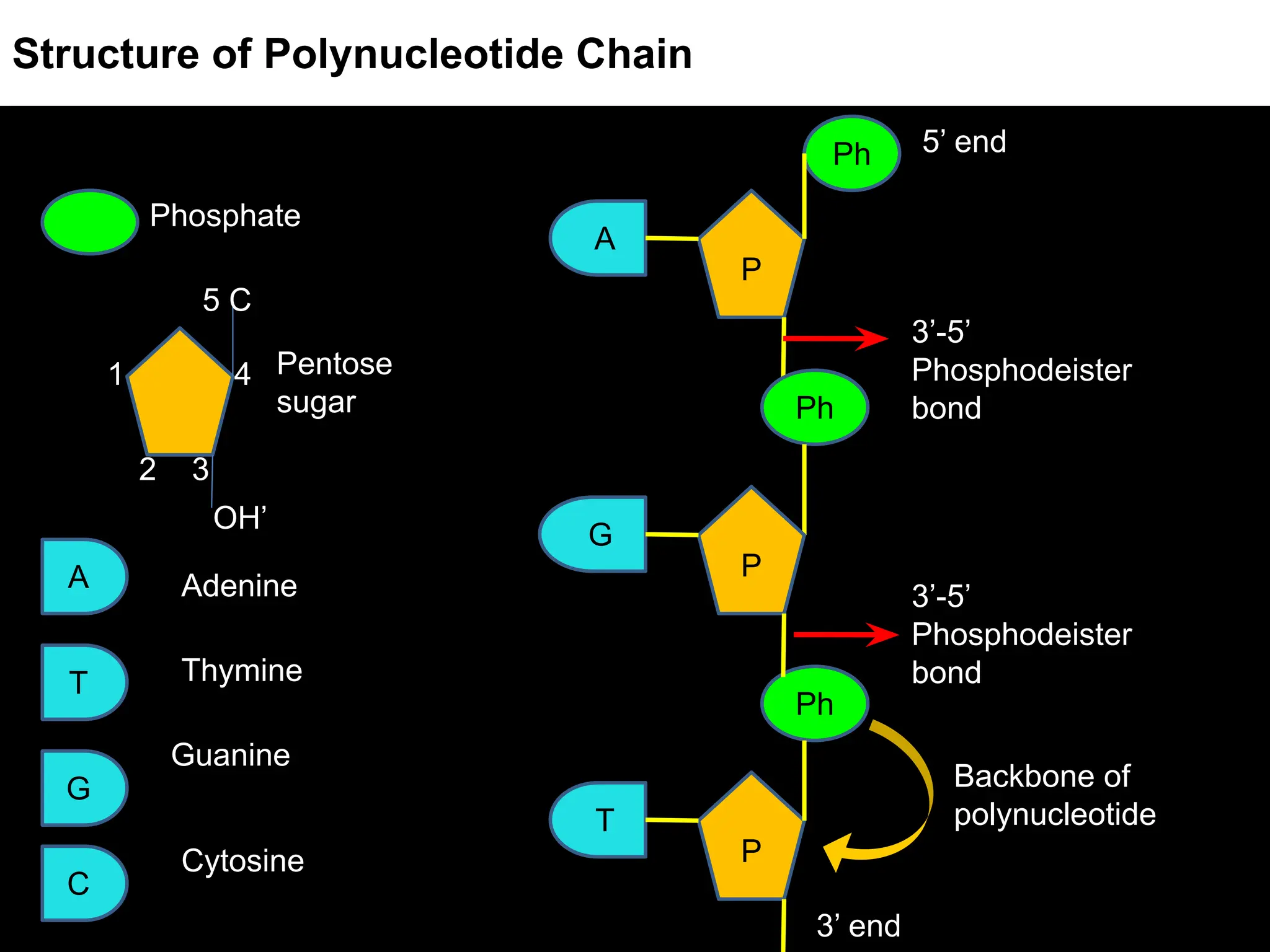 12B06 MOLECULAR BASIS OF INHERITANCE.pptx - Google Slides.pdf