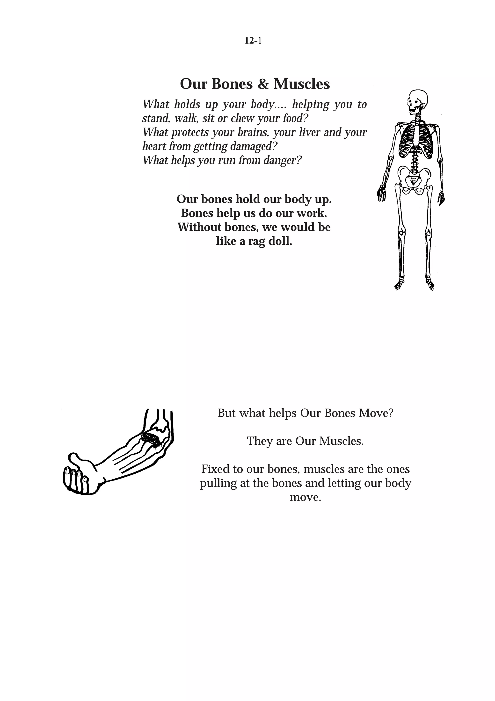 12 bones and muscles | PDF