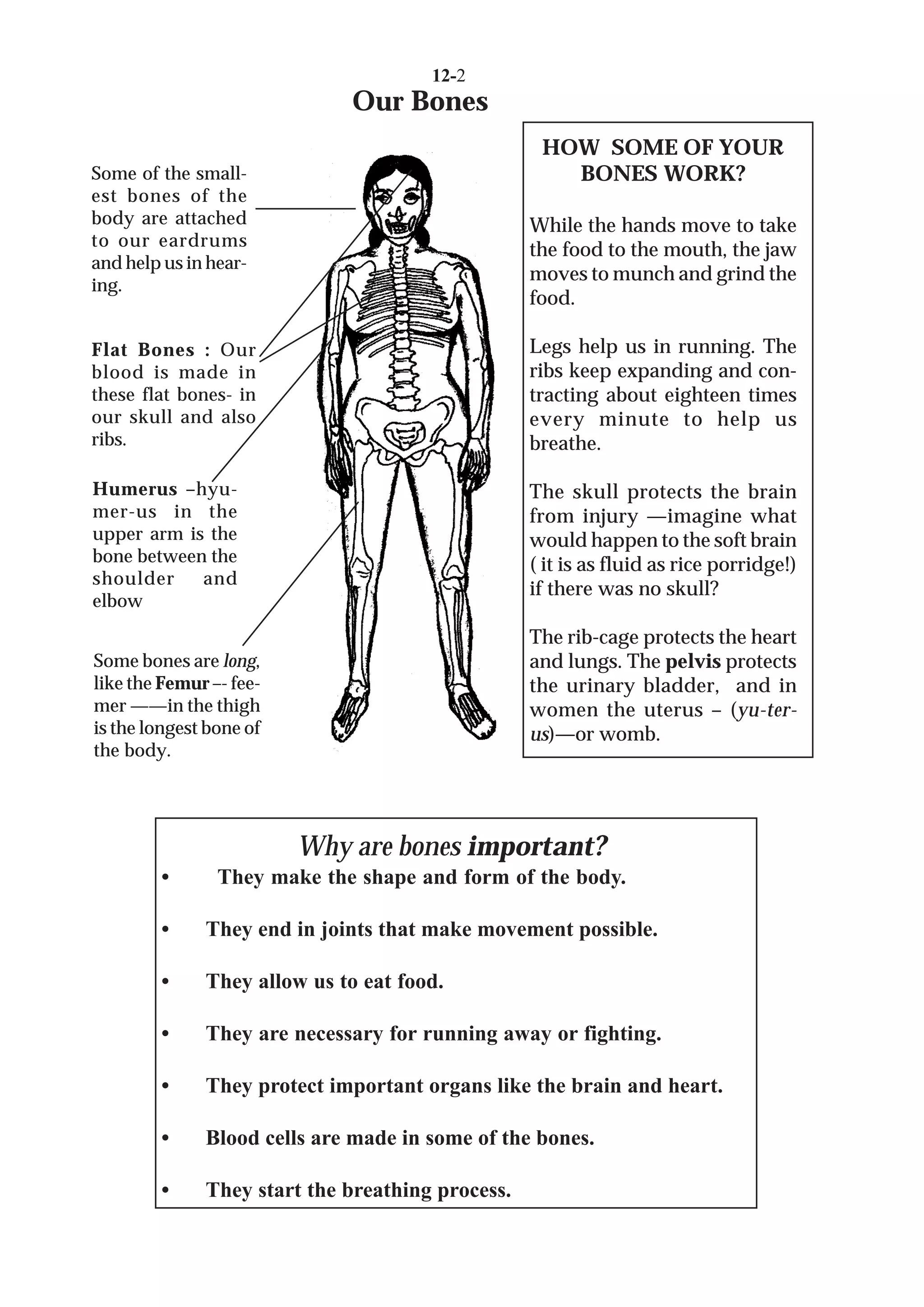 12 bones and muscles | PDF