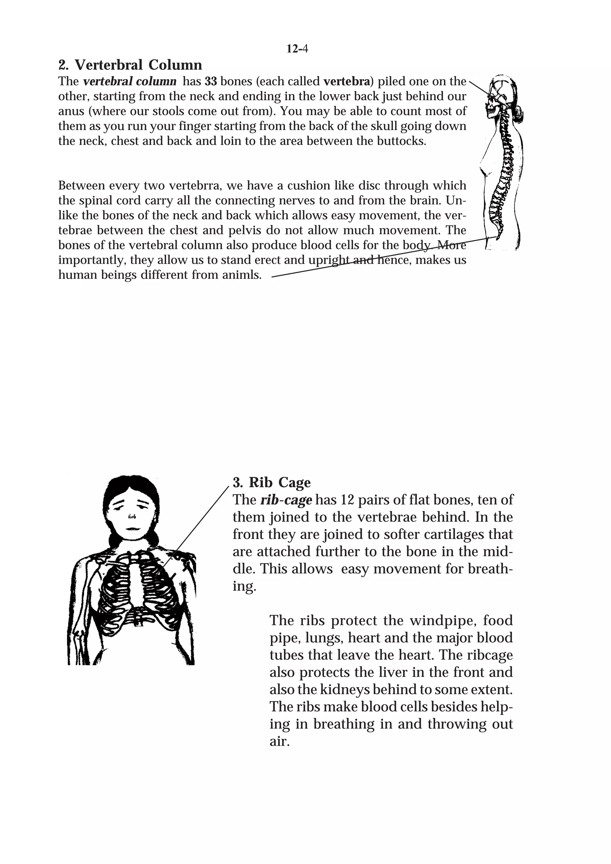 12 bones and muscles | PDF