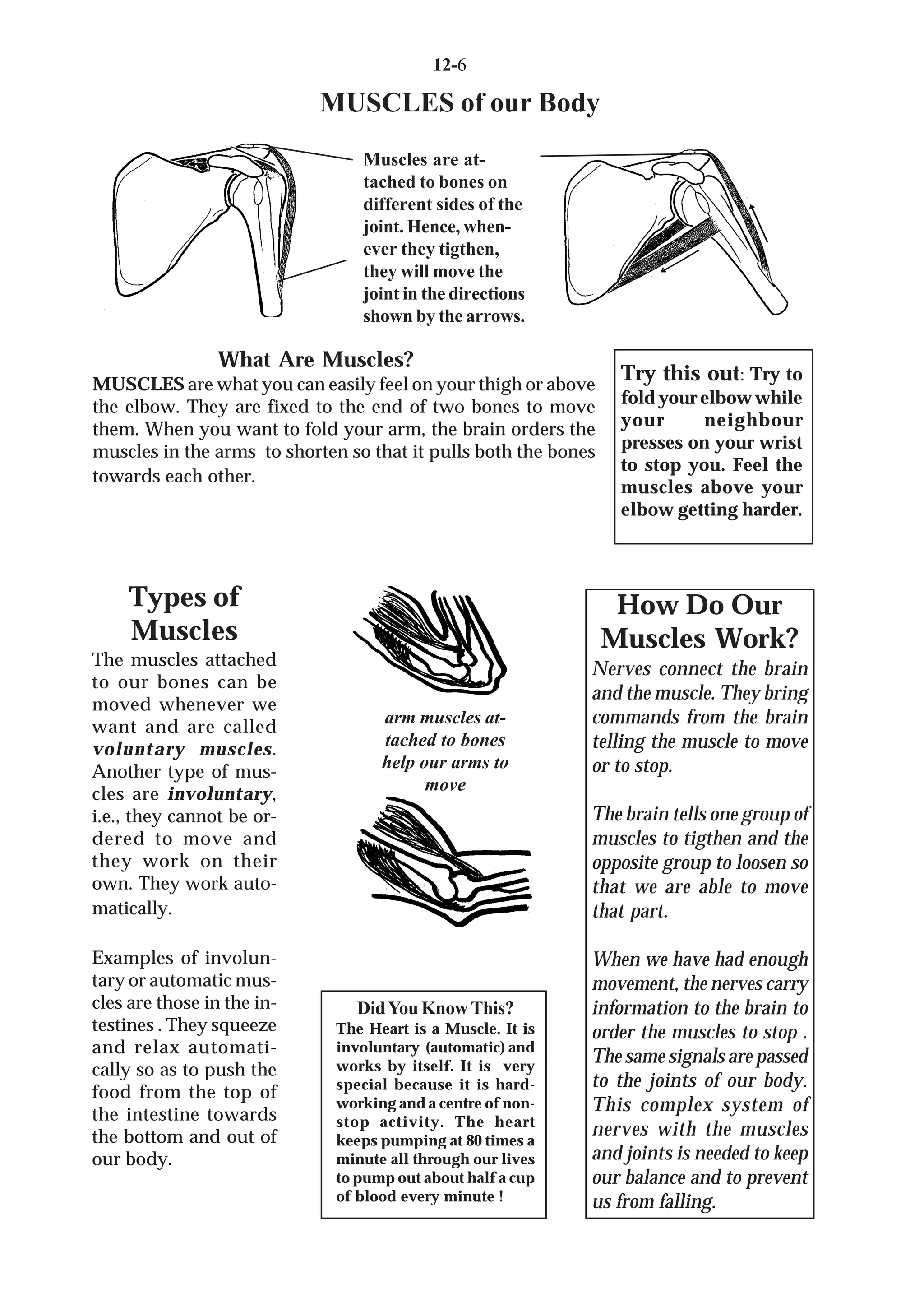 12 bones and muscles | PDF