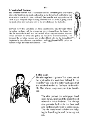 12 bones and muscles | PDF