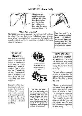 12 bones and muscles | PDF