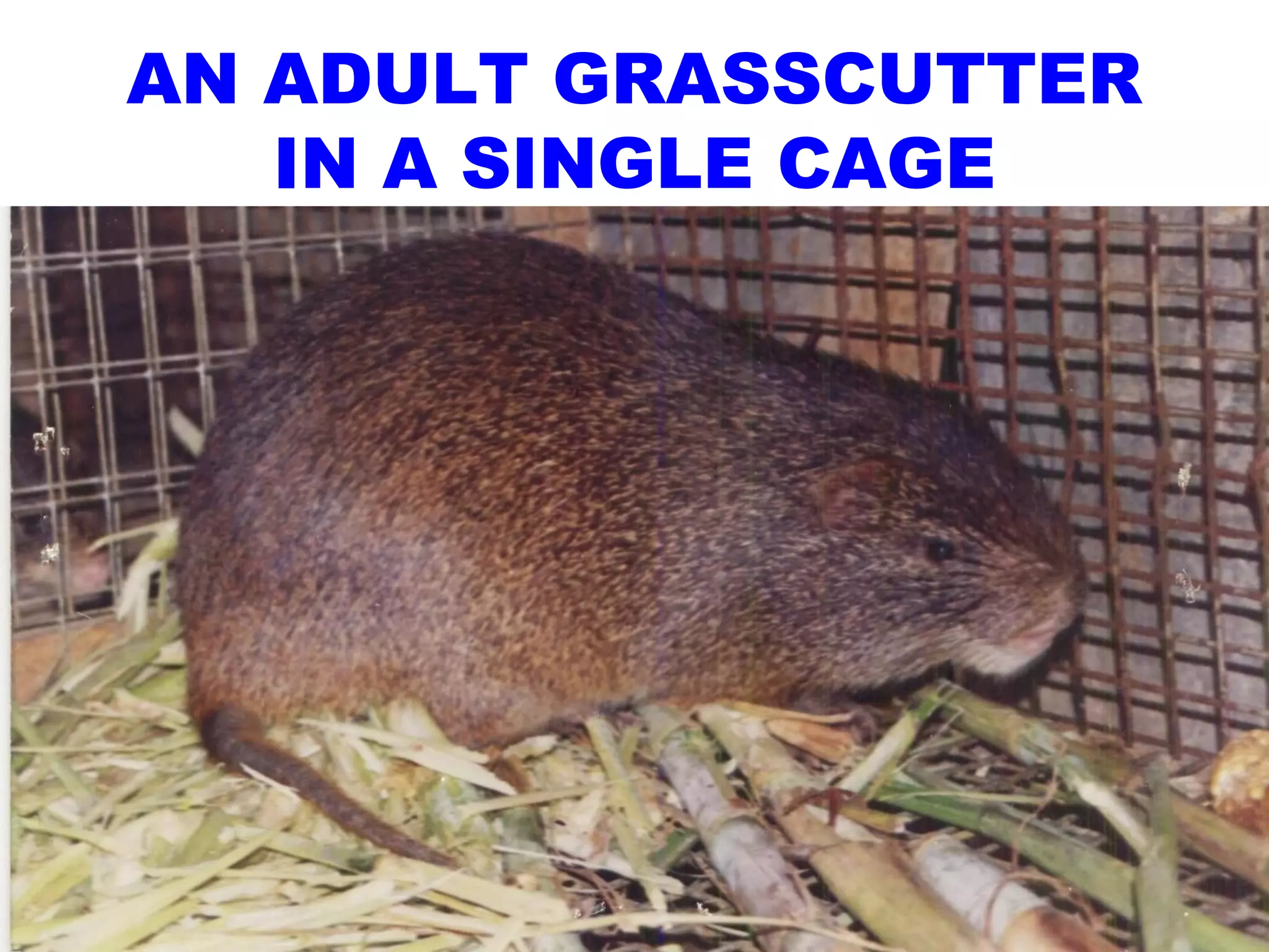 GRASSCUTTER FARMING | PPT