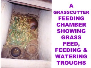 GRASSCUTTER FARMING | PPT