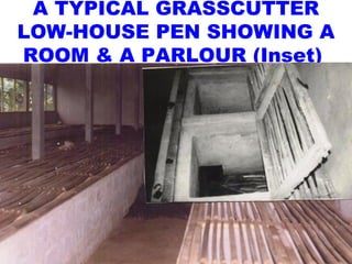 GRASSCUTTER FARMING | PPT