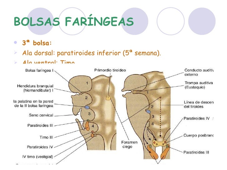 Derivados Da Bolsa Faringea Grátis: SO2 6 Malformações Do Aparelho