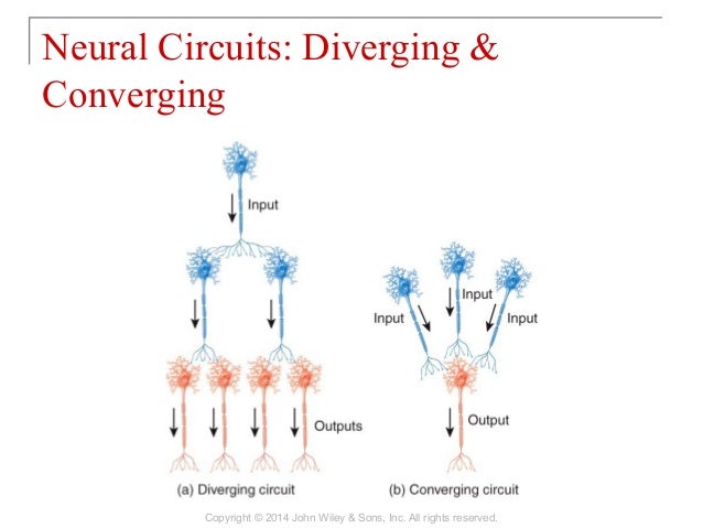 12 [chapter 12 nervous tissue]
