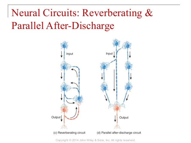 12 [chapter 12 nervous tissue]