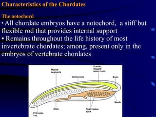 12 Chordata | PPT | Biological Sciences | Science